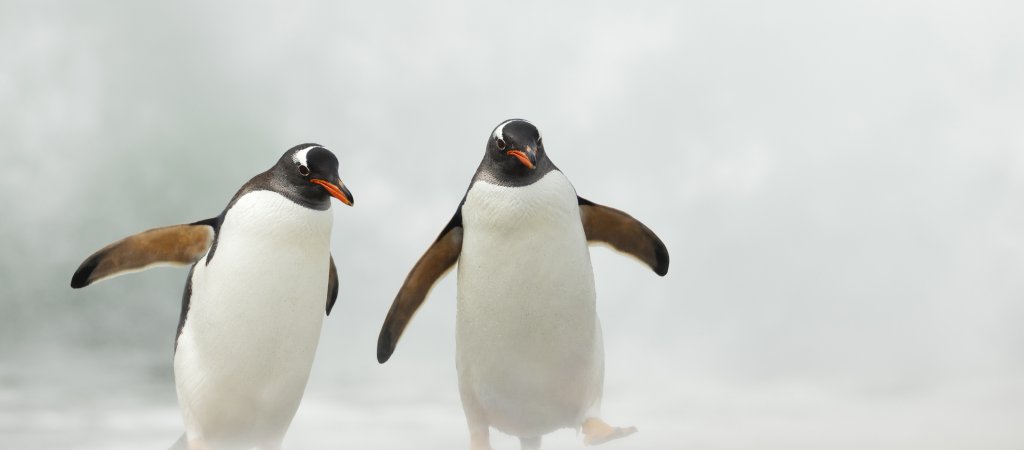 Dritter Jahrestag - Schwules Pinguin-Paar Sphen und Magic